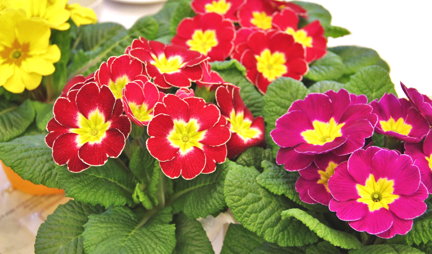 Caring for Your Potted Primrose | Sawyer Garden Center | Sawyer, MI