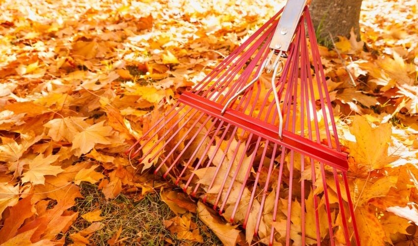 Fall Cleanup: What to Do When Autumn Leaves Start to Fall | Duke ...