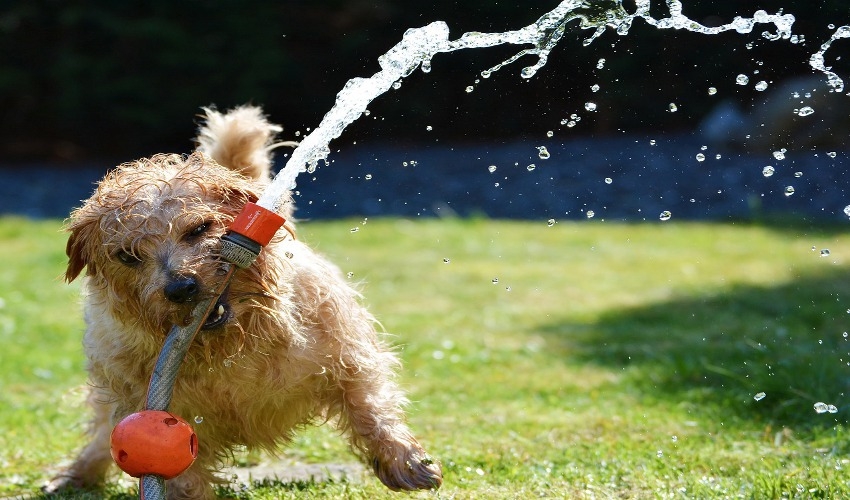 Mars Agway | Your Local, Family-Owned Yard, Garden, Pet & Farm Supply ...