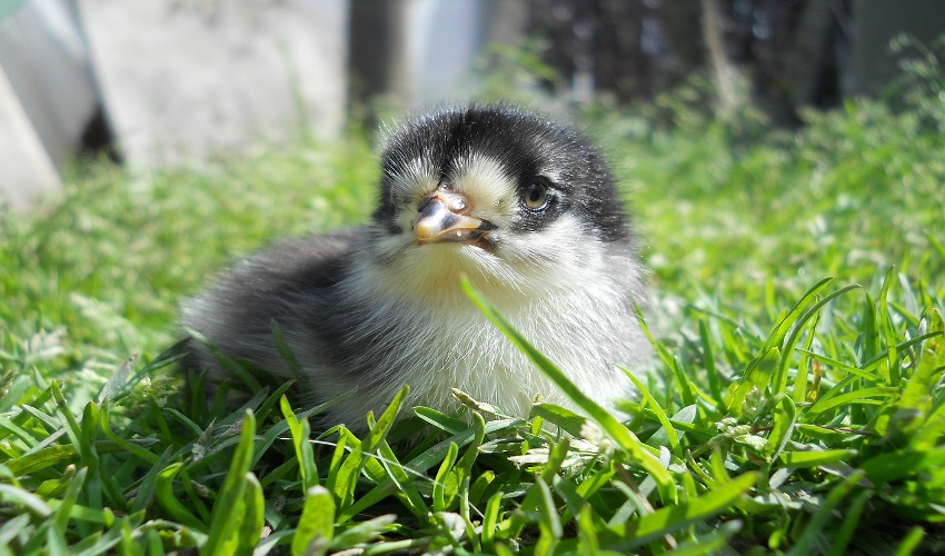 How to Control Mites and Lice on Chickens | Talmage Farm Agway