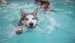 Is The Swimming Pool Safe For Your Pets? | All Things Woof Meow, Too Inc.
