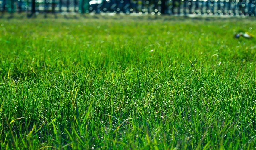 Rent Our Sod & Grass Equipment | Heinen True Value Farm Supplies ...