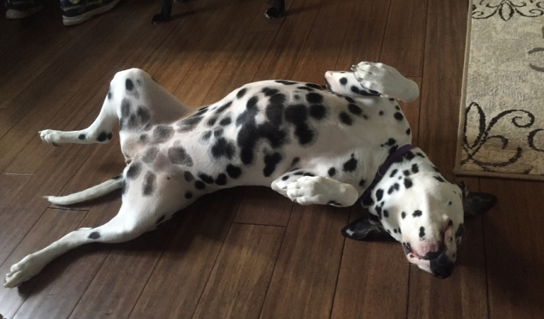 Keeping Your Pet Entertained Indoors | All Things Woof Meow, Too Inc.