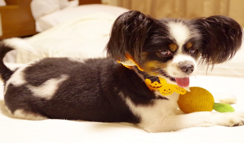 Canine Carousel Pet Supply & Salon | Ashburn, Herndon, Pet Retail ...