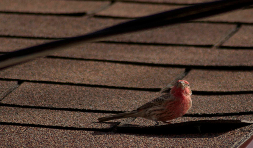 How to Clean Roof Stains | Frogale Lumber, VA, 22602