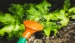 Watering Plants? Use Cooking Water for Extra Nutrition | East River ...
