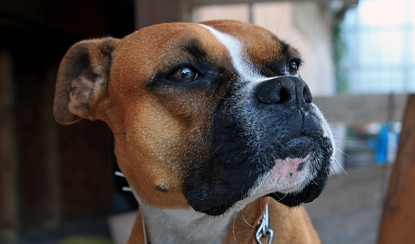 Locke Hill Feed, Pet, & Lawn Supply | Your Local Feed, Lawn & Pet ...