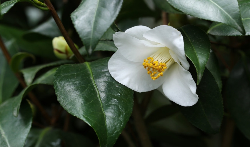 All Weather Plant Types – Plants That Will Survive Cold Weather ...