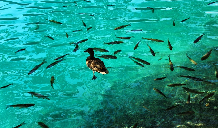 What to Do With Your Fish When Cleaning Your Pond | Ludwig's Feed Store