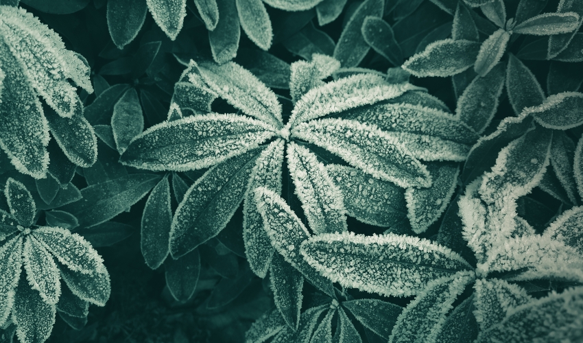 How to Revive Damaged Plants From Cold Temperatures | East River ...