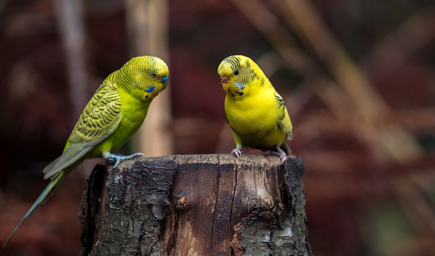 Common Pet Bird Diseases and Solutions | Animal City