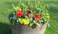 How to Create a Spring Porch Pot | Lone Star Farm & Home
