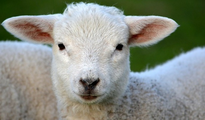Basic Showlamb Nutrition | Family Farm & Garden