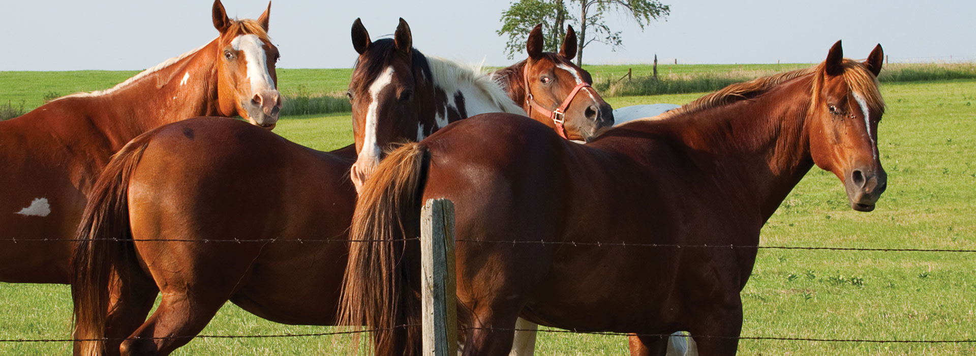 Mars Agway | Your Local, Family-Owned Yard, Garden, Pet & Farm Supply ...