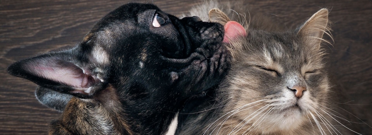 Hanoverdale Agway | Your Lawn, Garden, Pet, Wild Bird and Feed Store ...