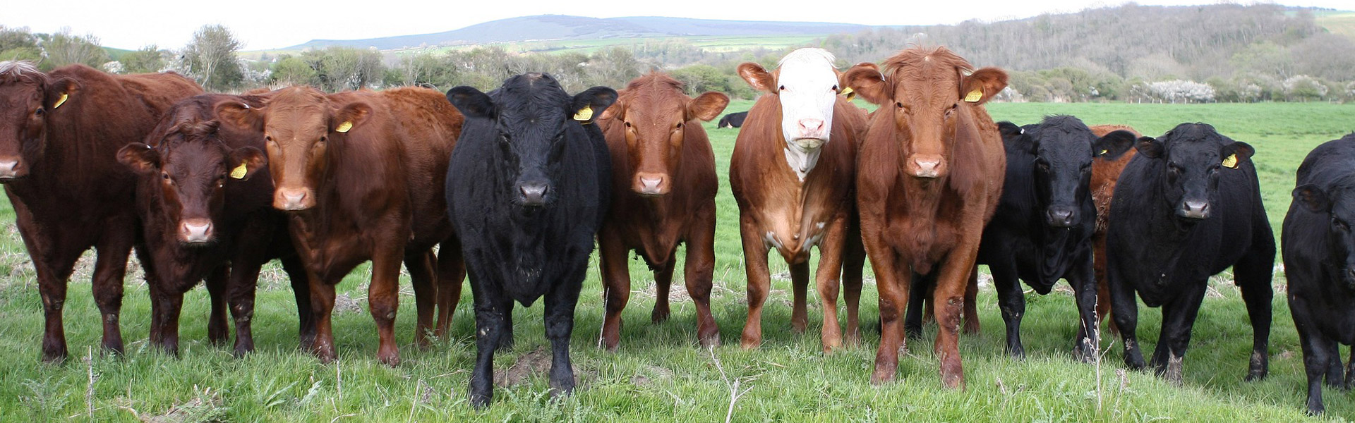 Lincoln County Farm | Proudly Serving Central Oklahoma for 40 years