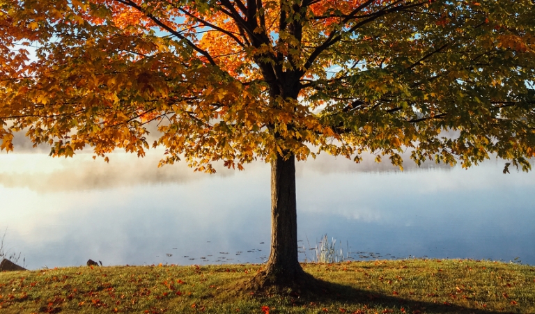 Problem Solving: Shade | Elm Creek LTD Problem Solving: Shade | Elm Creek LTD