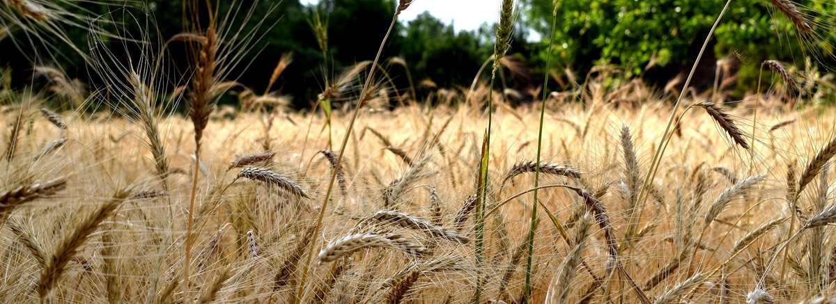 Albright's Mill LLC | Purina, Animal Feed, Grain, Fertilizer, Seed ...