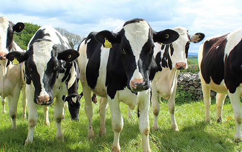 Albright's Mill LLC | Purina, Animal Feed, Grain, Fertilizer, Seed ...