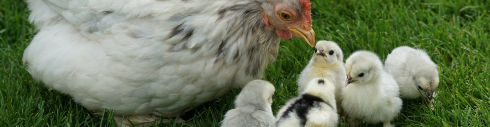 Talmage Farm Agway, Riverhead store, home brewing equipment LI ...