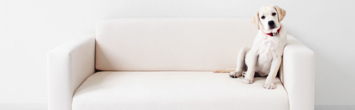 Canine Carousel Pet Supply & Salon | Ashburn, Herndon, Pet Retail ...