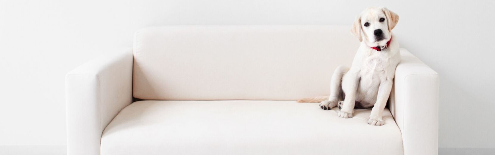 Canine Carousel Pet Supply & Salon | Ashburn, Herndon, Pet Retail ...