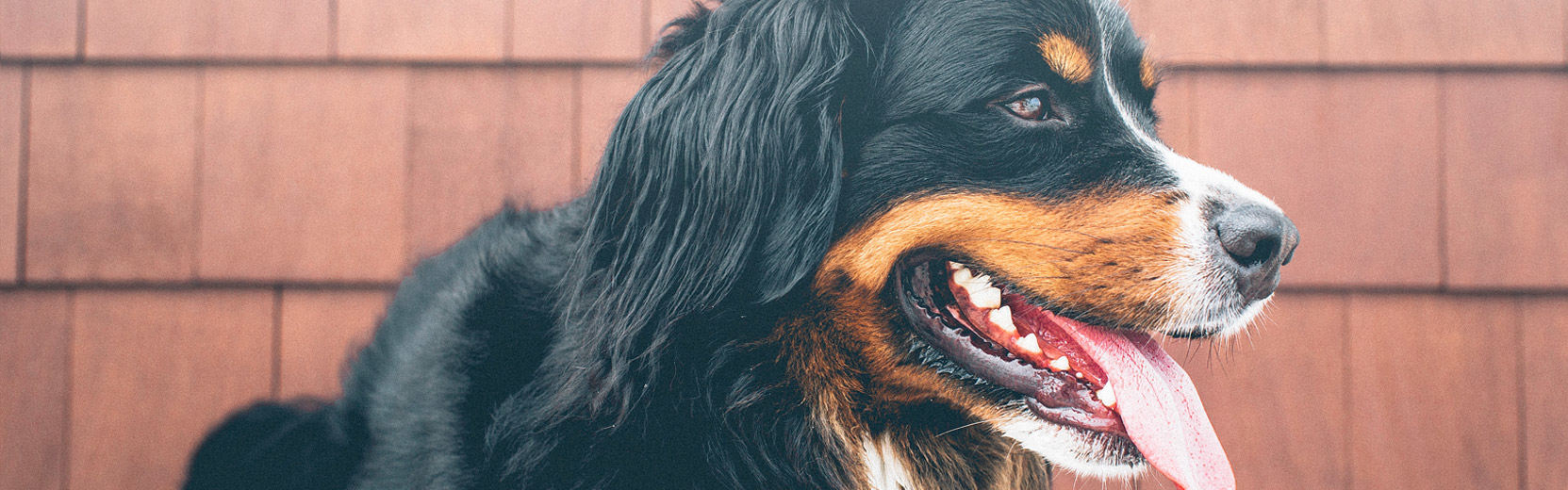 Canine Carousel Pet Supply & Salon | Ashburn, Herndon, Pet Retail ...