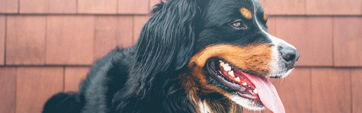 Canine Carousel Pet Supply & Salon | Ashburn, Herndon, Pet Retail ...