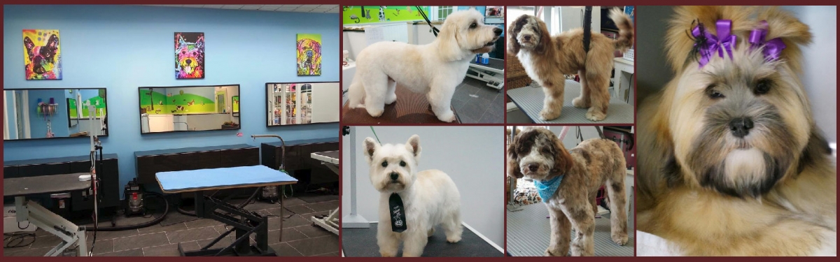 Canine Carousel Pet Supply & Salon | Ashburn, Herndon, Pet Retail ...