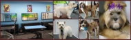 Canine Carousel Pet Supply & Salon | Ashburn, Herndon, Pet Retail ...