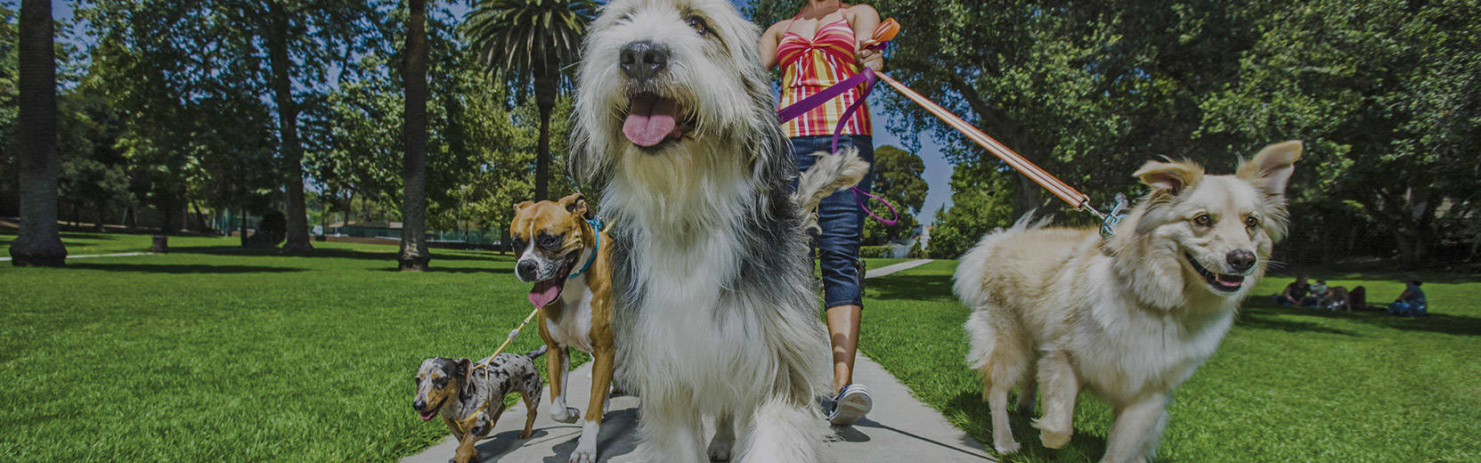 Canine Carousel Pet Supply & Salon | Ashburn, Herndon, Pet Retail ...