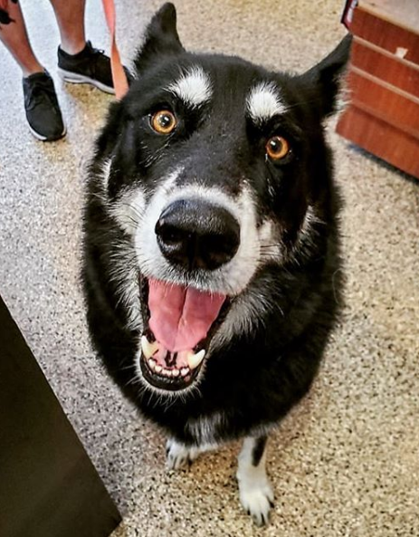 Meet the Woof Pack | All Things Woof Meow, Too Inc.