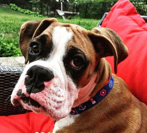 Meet the Woof Pack | All Things Woof Meow, Too Inc.