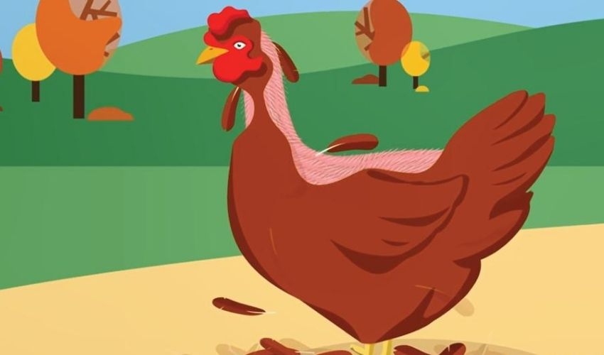 Spring Creek Feed Supply | Horse, Pet, Poultry, Livestock, Wildlife ...