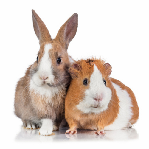 Departments | Pet Supplies, Farm Supplies, Feed, Wild Bird, Poultry ...