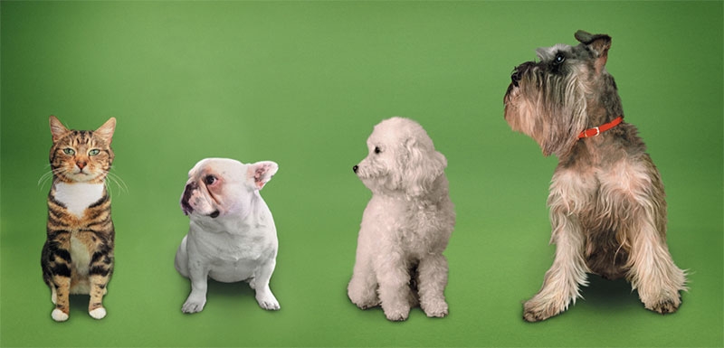 Product Catalog, Dog Food, Cat Food, Horse Feeds, Horse Supplements ...