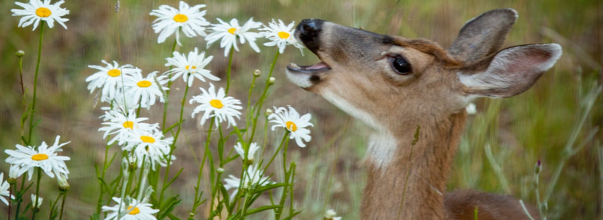 Mars Agway | Your Local, Family-Owned Yard, Garden, Pet & Farm Supply ...