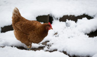 How to Prepare Your Chickens For Winter | Rainey's Feed & Hardware ...