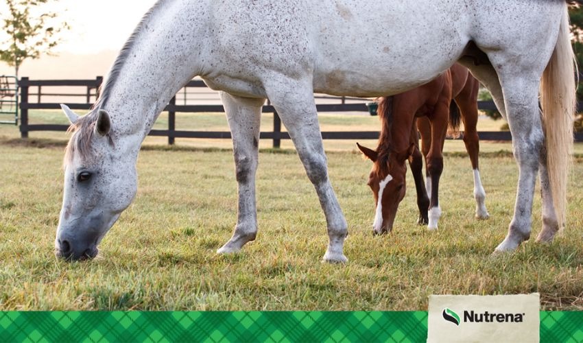Feed, Seed, & Much More | Phelps Farm and Home Store | Paducah, KY