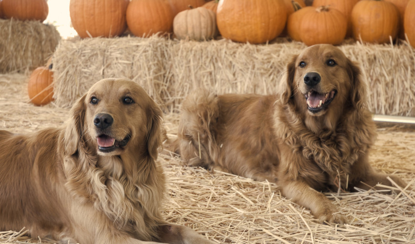 Mars Agway | Your Local, Family-Owned Yard, Garden, Pet & Farm Supply ...