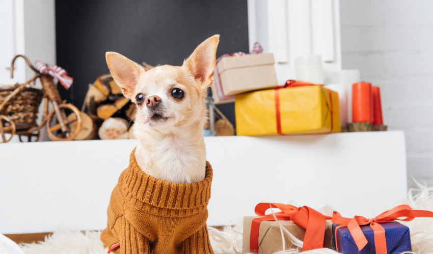 Canine Carousel Pet Supply & Salon | Ashburn, Herndon, Pet Retail ...