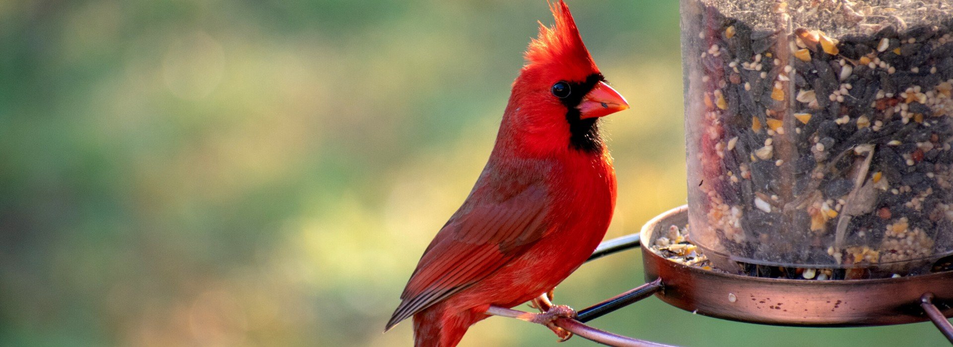 Hanoverdale Agway | Your Lawn, Garden, Pet, Wild Bird and Feed Store ...