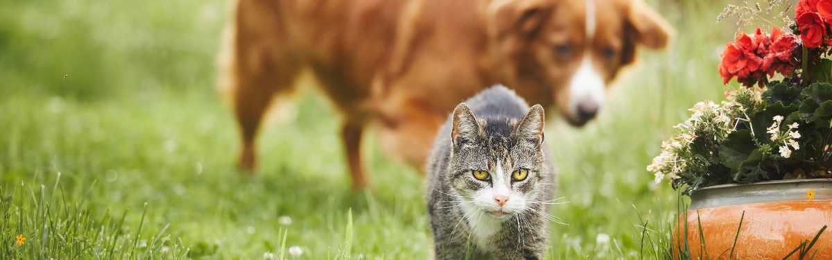 Your Healthy Pet Destination | All Things Woof Meow, Too Inc.