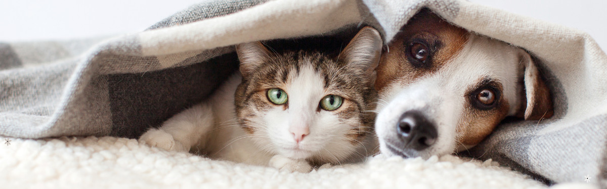 Your Healthy Pet Destination | All Things Woof Meow, Too Inc.
