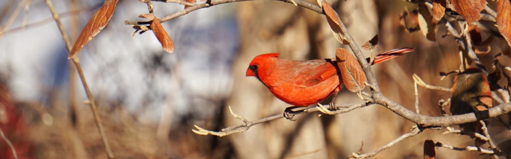 Welcome To Hanson Grain | Pet Supplies, Western Apparel, Cowboy Boots ...