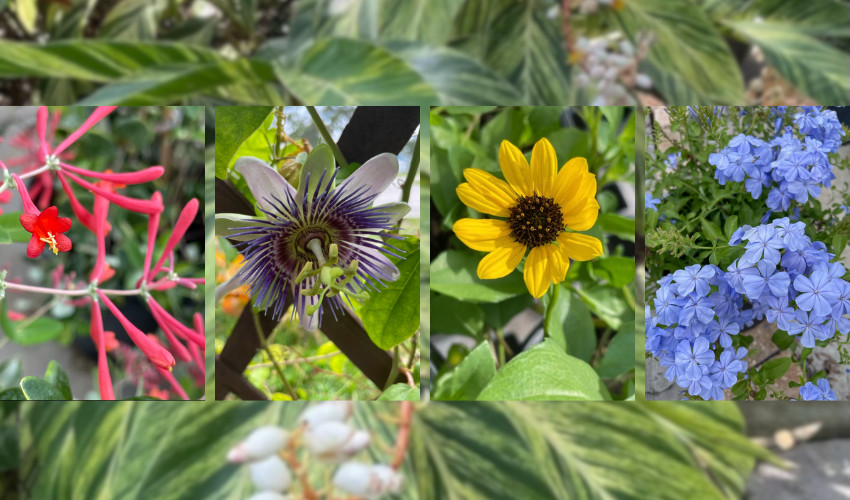 MRT Venice FL, MRT Landscaping FL, Garden Center Venice fl | MRT Lawn ...